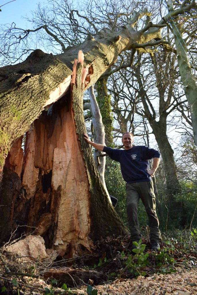 tree-surgeons-Exeter-Devon-Cornwall | Greentrees Arboricultural ...